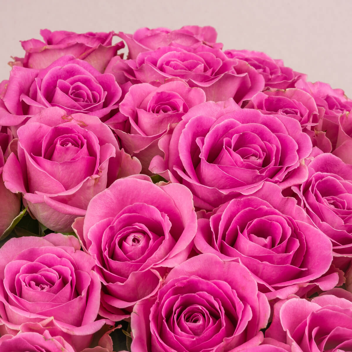 ROOSA ROOS 2.50€ | Lillerand e-pood | Lillepood Haapsalus